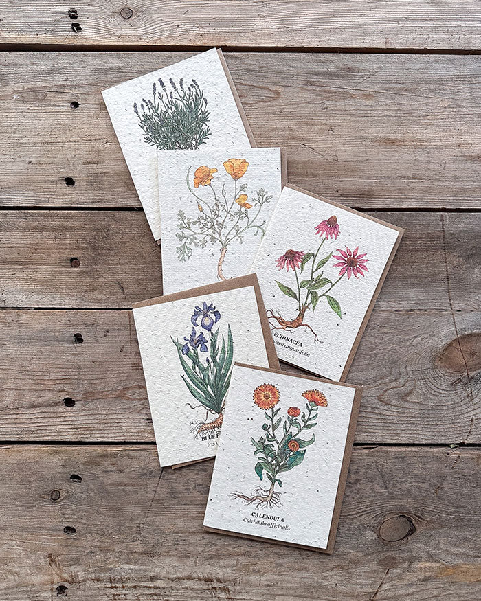 Earth Friendly Cards & Gifts / Plantable Wildflower Seed Cards / Adored ...